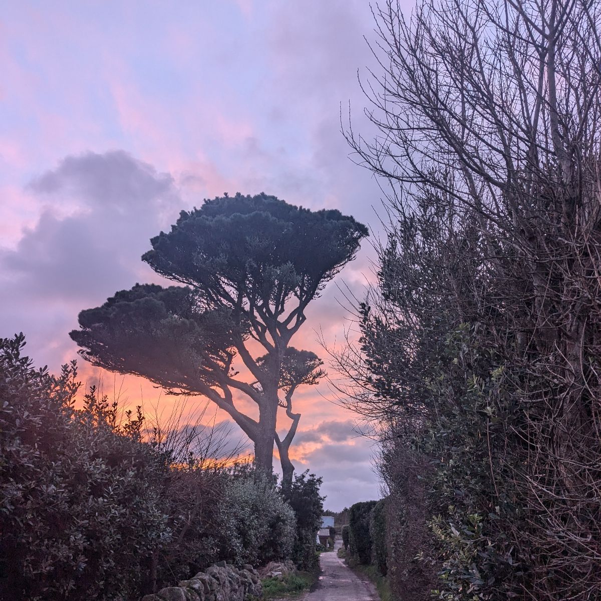 St Martin's Iconic Tree